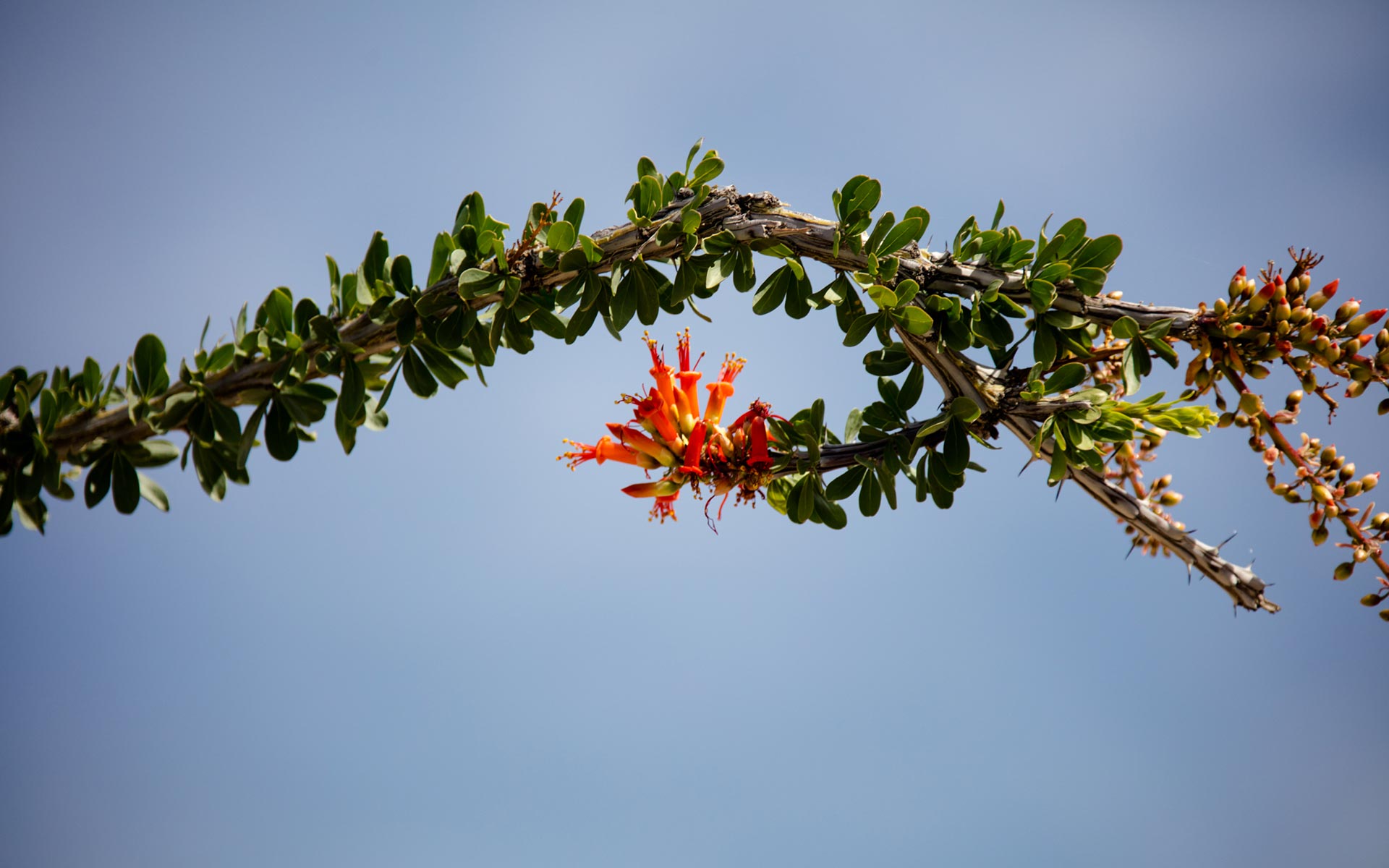 Joshua Tree - Carlos Espinosa